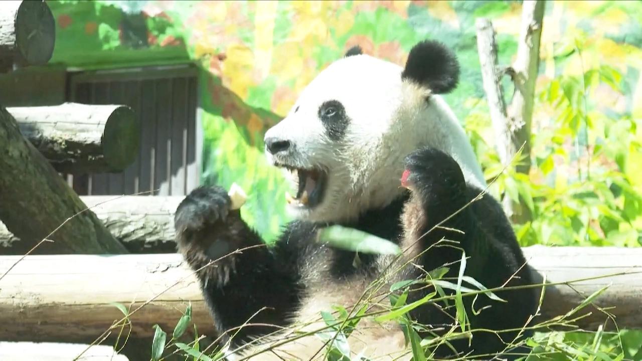 Giant pandas enjoy cooling mists in Moscow - CGTN