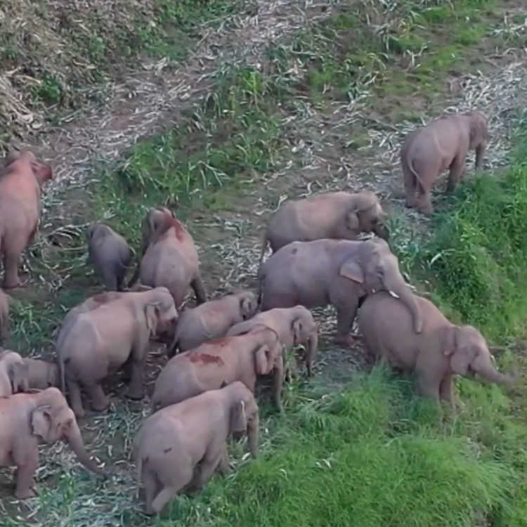 Over 30 Asian elephants go for a stroll near village in SW China - CGTN