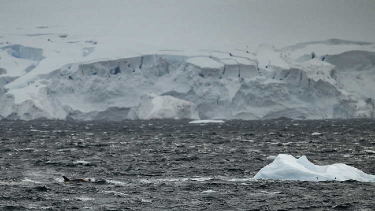 Even frozen Antarctica is being walloped by climate extremes: study - CGTN