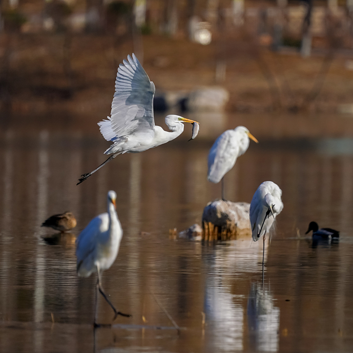 Live: Into the world of egrets in N China - CGTN