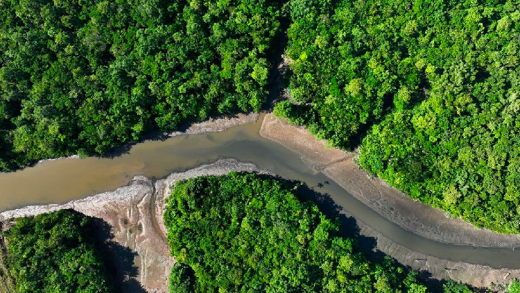 Amazon nations form joint statement to protect rainforests - CGTN