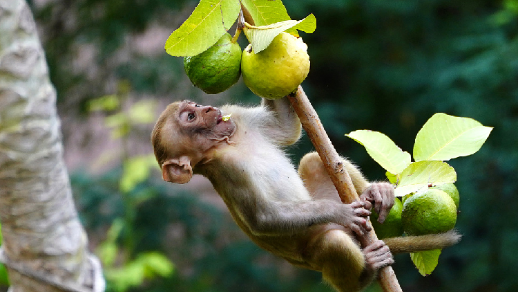Guava is tasty - CGTN