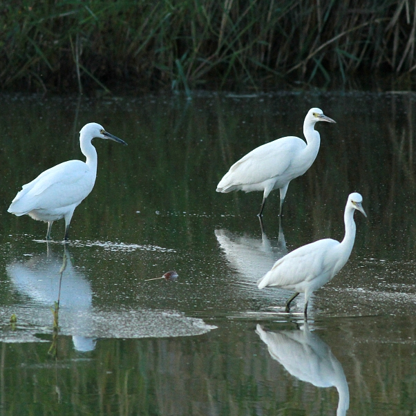 Live: Into the world of egrets in N China – Ep.2 - CGTN