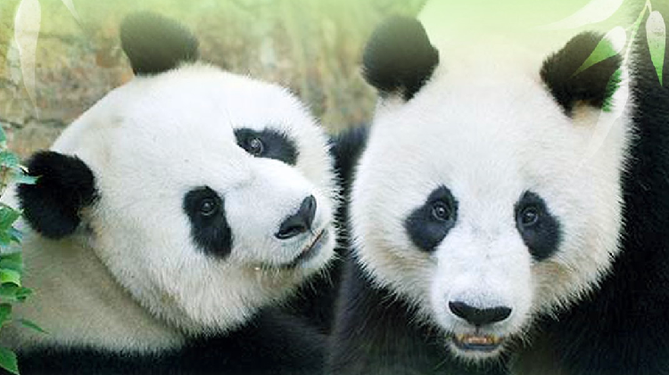 Meet the only two giant pandas in the southern hemisphere - CGTN