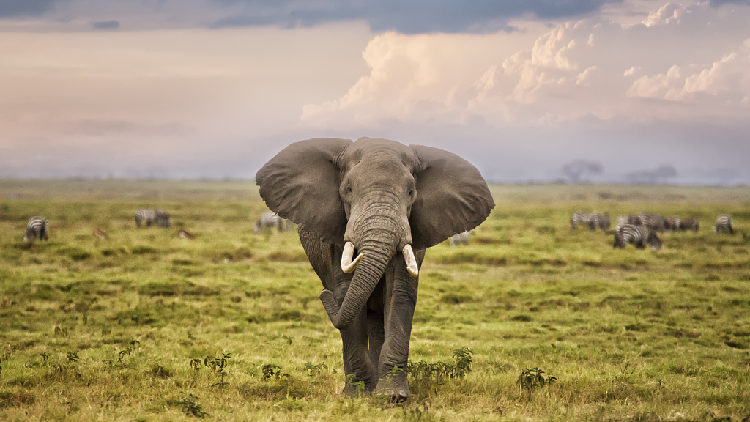 Live: Animal reserve in South Africa welcomes World Elephant Day - CGTN