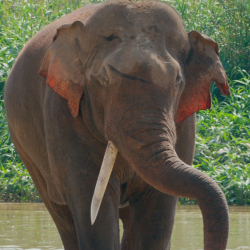 Asian Elephant Sanctuary Episode 1: Asian elephants' 'breakaway' - CGTN