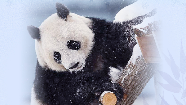 Giant panda duo remains in Finland - CGTN