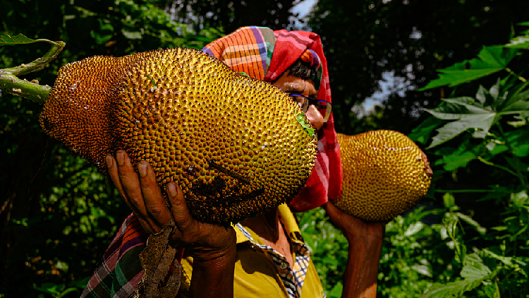 Jackfruit enters harvest season in Asia - CGTN