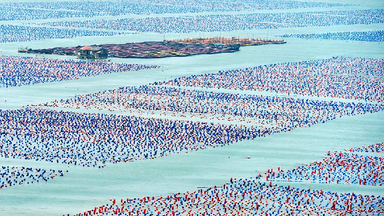 Scenic beauty of 'Marine Ranch' in Fuzhou - CGTN