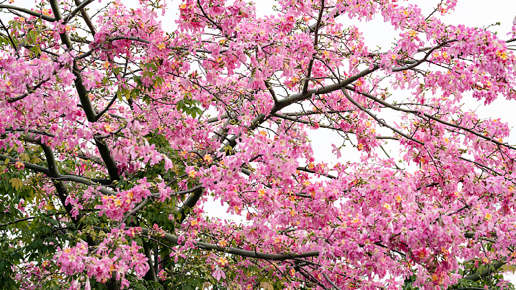 Kapok flowers turn city streets into a sea of pink - CGTN