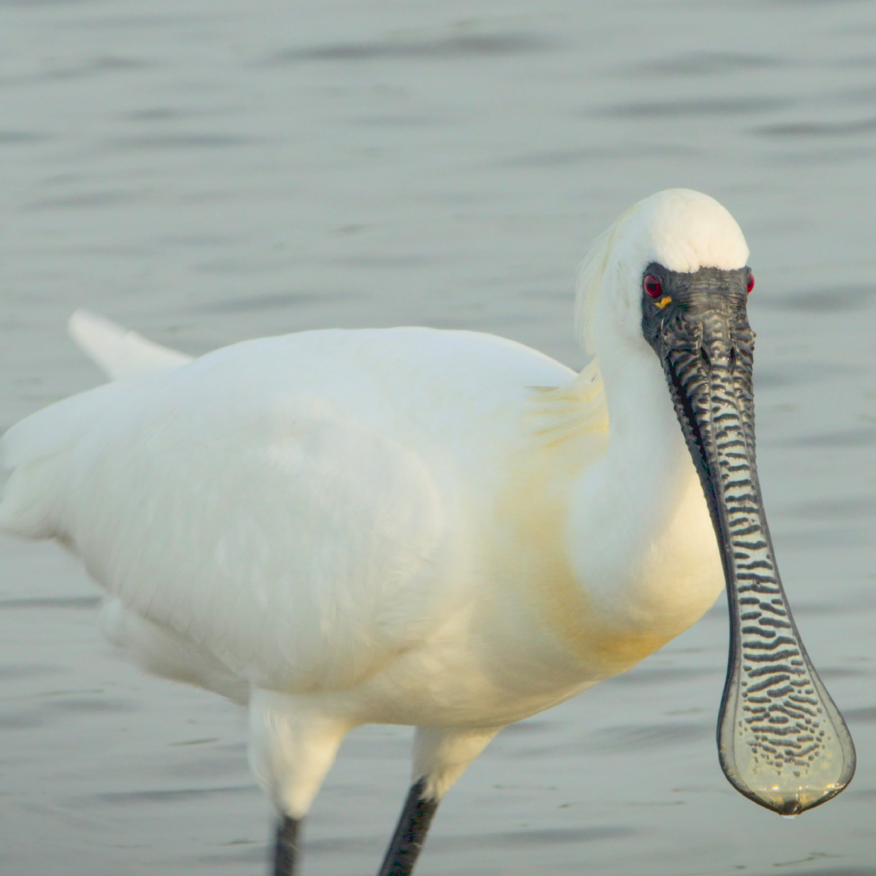 Unexplored Land Ep. 6: Amazing creatures in bustling Hong Kong - CGTN
