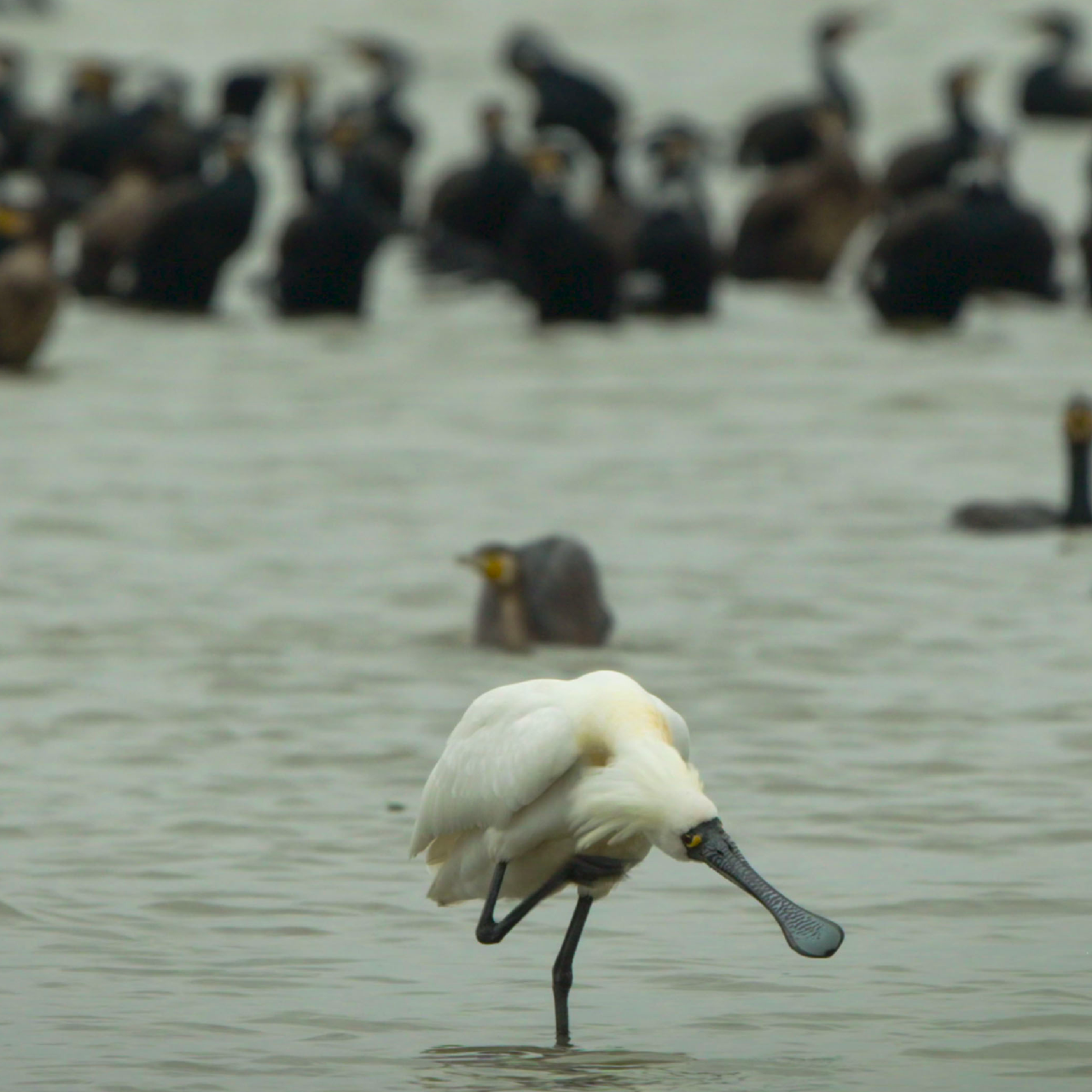 Unexplored Land: Stories of nature in a bustling city - CGTN
