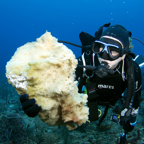 Florida's coral reefs under deadly bleaching threats by heat stress - CGTN
