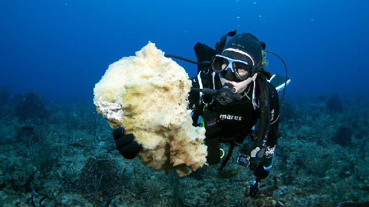 Florida's coral reefs under deadly bleaching threats by heat stress - CGTN