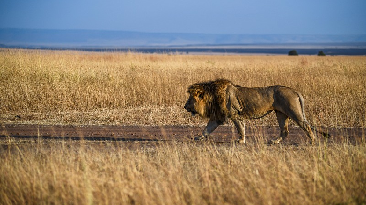 Live: Join 'great migration' 2023 in Masai Mara, Kenya - CGTN