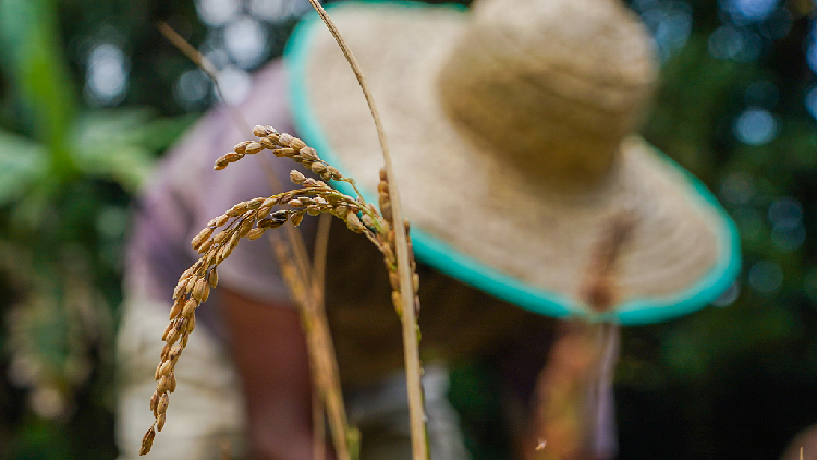 Sri Lanka rules out rice shortage despite crop loss over drought - CGTN