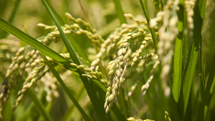 China's output of early rice sees steady rise - CGTN