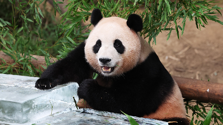 Giant panda Fu Bao enjoys icy treats - CGTN
