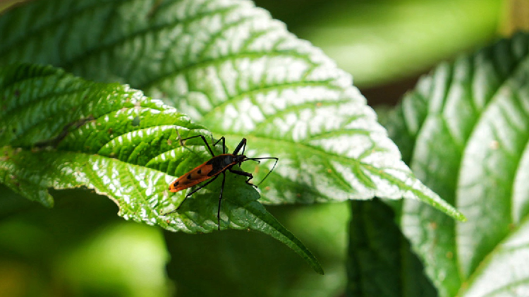 The rainforest insect kingdom of Yunnan - CGTN