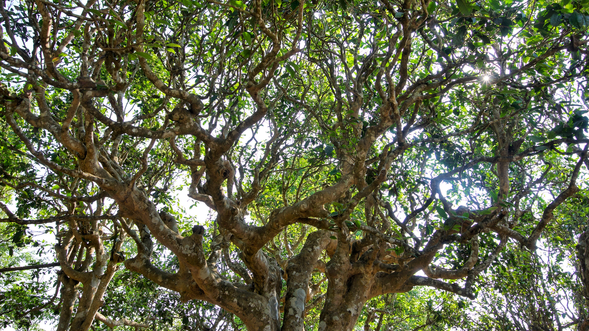 1,400-year-old tea tree thrives in Yunnan - CGTN