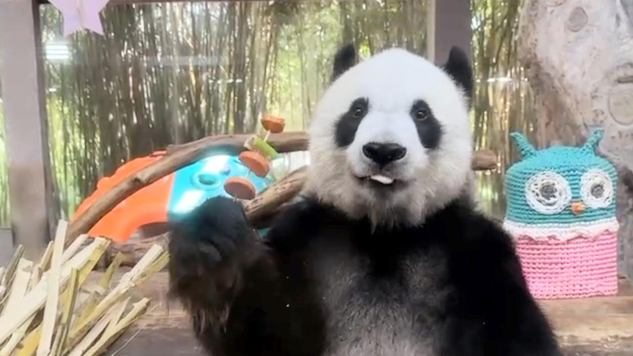 Giant panda Gong Gong loves to eat skewers - CGTN