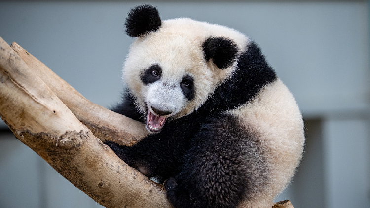 Giant panda cubs Yi Yi and Sheng Yi return from Malaysia - CGTN