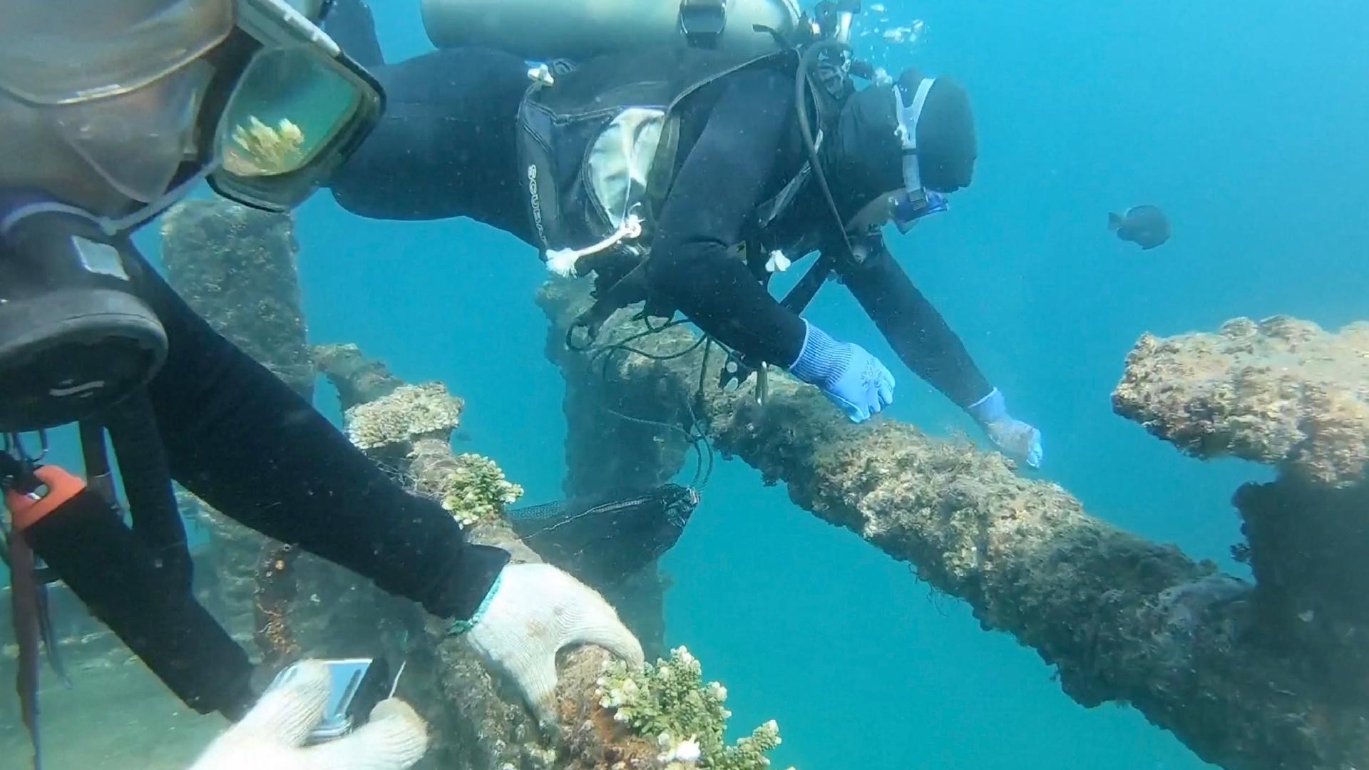 Chinese experts call for enhanced public awareness of coral reef ...