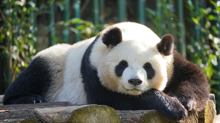 Live: Take a look at China's giant pandas collection - CGTN