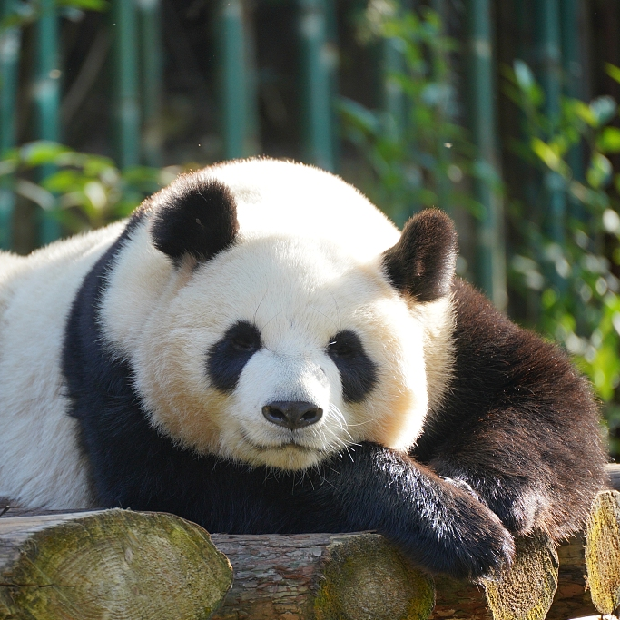 Live: Take a look at China's giant pandas collection - CGTN