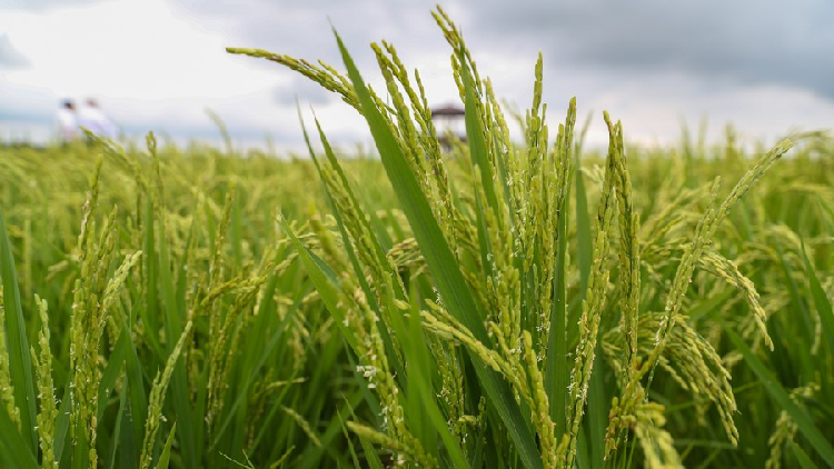 China opens national rice sci-tech platform to boost rice industry - CGTN