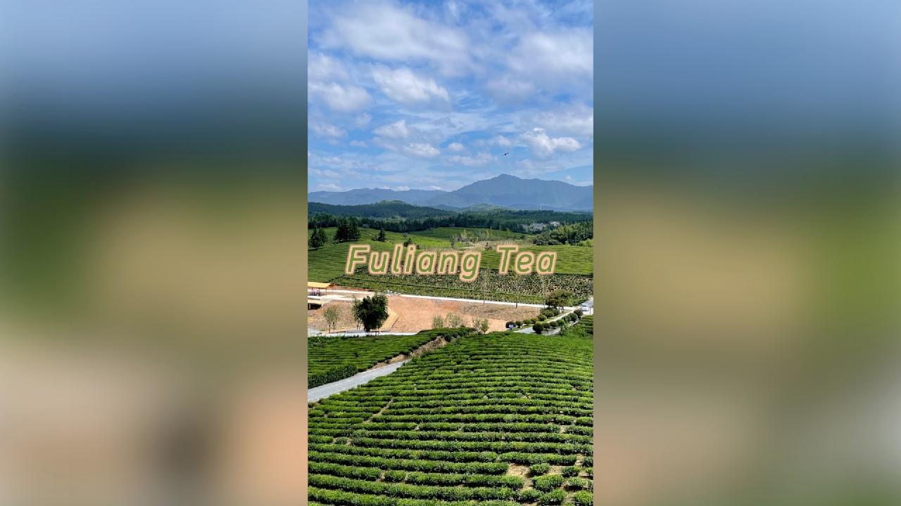 Fuliang County: An idyllic tea village - CGTN