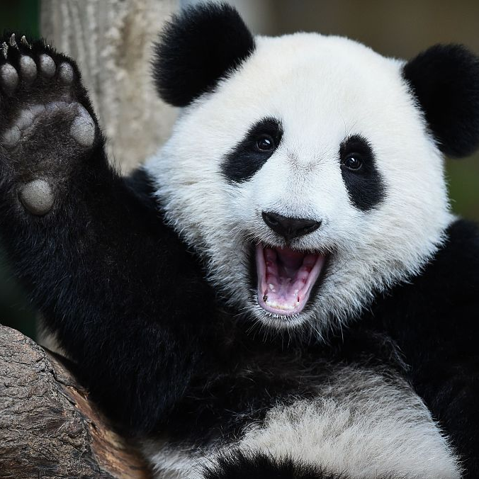 Live: Watch national treasure giant pandas live happily in SW China - CGTN