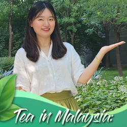 Tea in Malaysia: Teh Tarik and Chinese Liu Pao Tea - CGTN