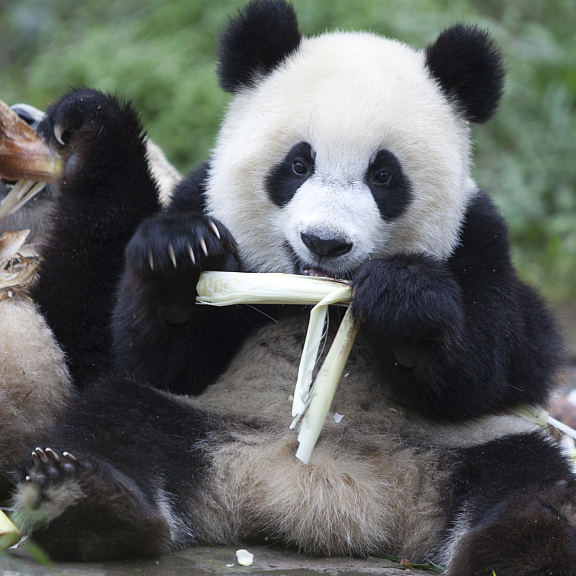 Live: Immerse in the sound of giant pandas eating - CGTN