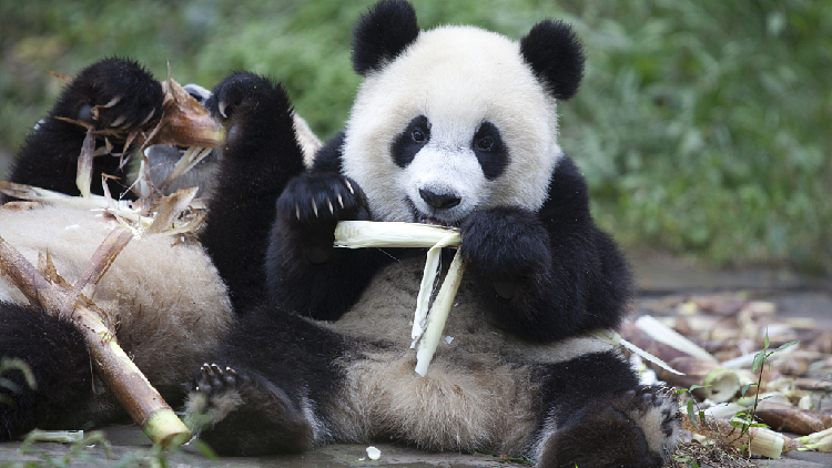Live: Immerse in the sound of giant pandas eating - CGTN