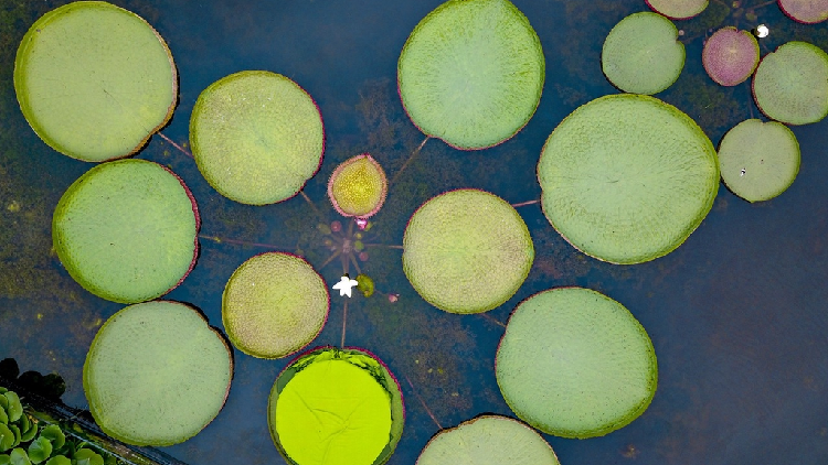 Splendid king lotus lights up Xi'an Botanical Garden - CGTN
