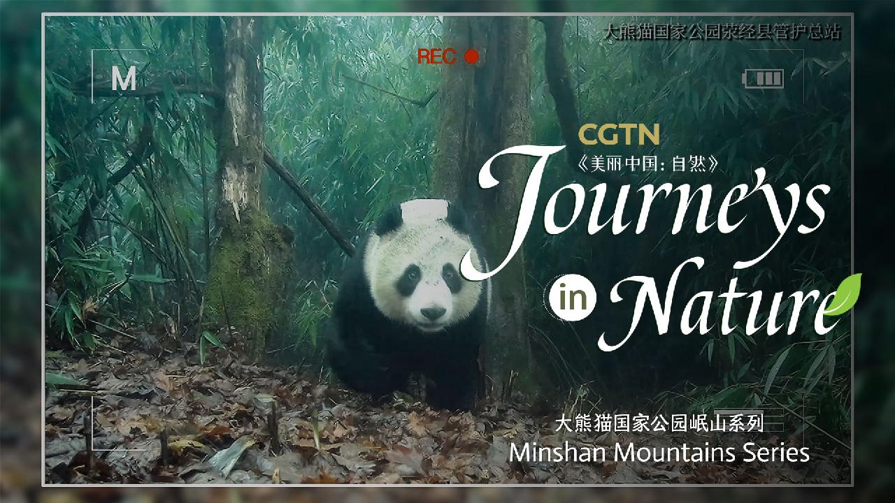 CGTN Nature presents 'Journeys in Nature: Minshan Mountains Series' - CGTN