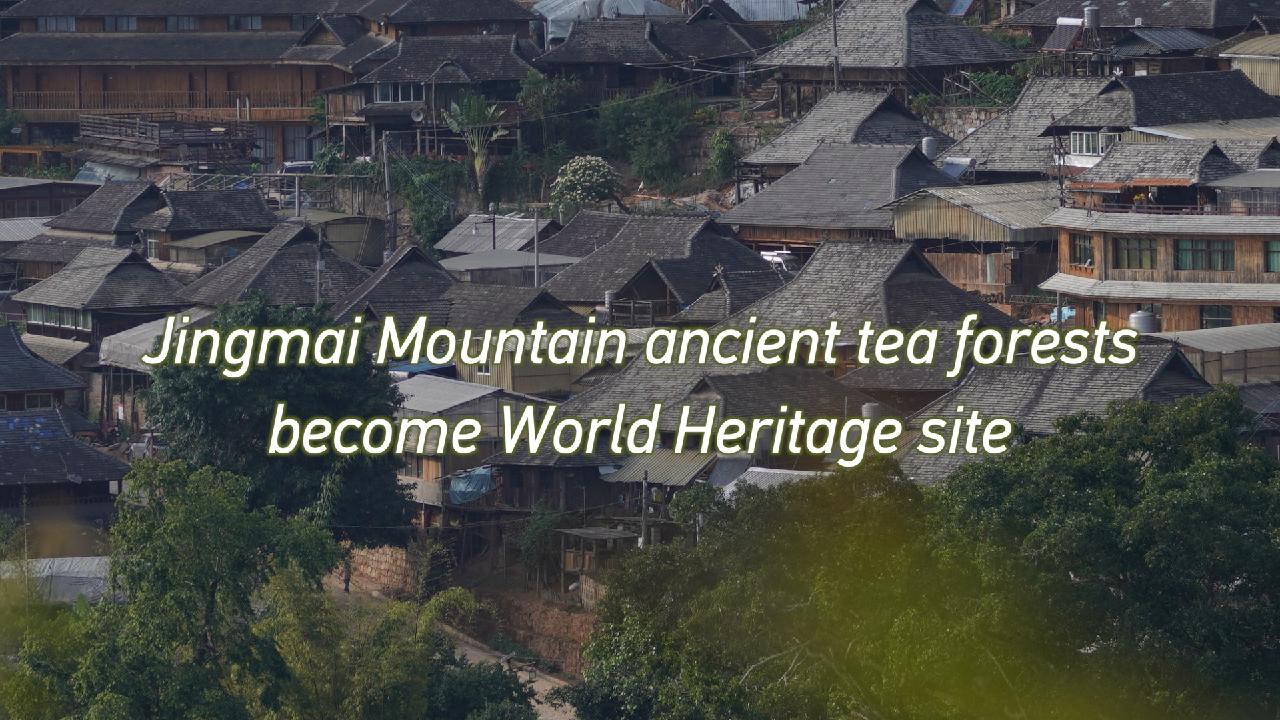 China's Jingmai Mountain ancient tea forests named World Heritage site ...