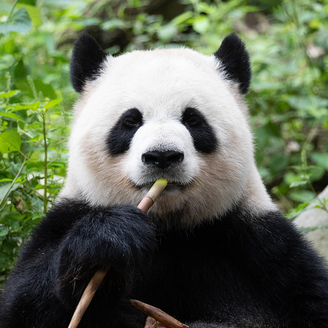 Live: Take a look at China's giant panda collection - CGTN