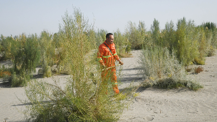 Restoring ecology on northern edge of Taklimakan Desert - CGTN