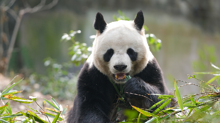 Live: Take a look at China's giant pandas enjoying their food - CGTN