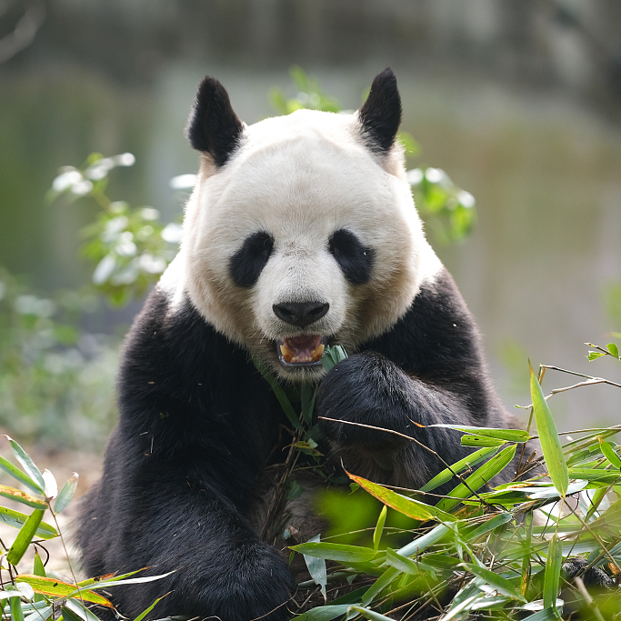 Live: Take a look at China's giant pandas enjoying their food - CGTN