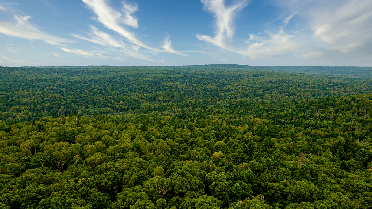 Researchers discover causes of rising worldwide treelines - CGTN