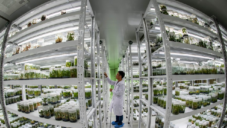 China to accelerate vitalization, innovation of seed industry - CGTN