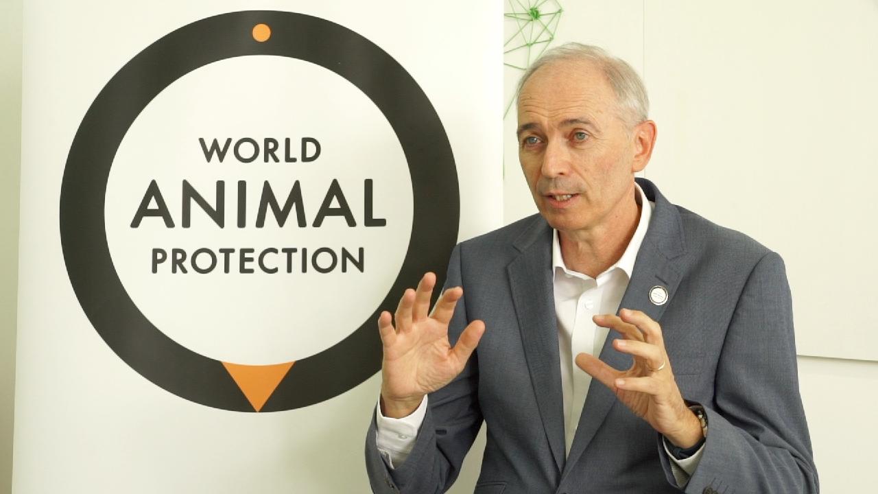 World Animal Protection CEO Steve McIvor on welfare farming - CGTN