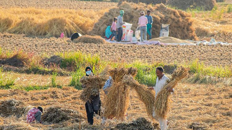 Dry monsoon threatens India's crops, risking global implications - CGTN