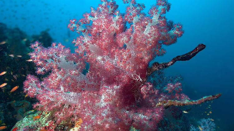 Researchers detect invasion of Red Sea corals to Mediterranean - CGTN