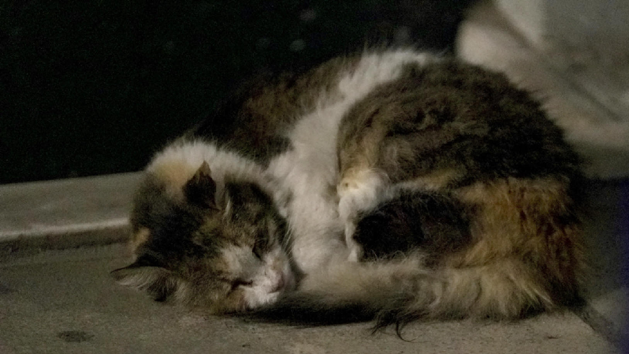 Roaming cats in the Acropolis of Athens at night - CGTN