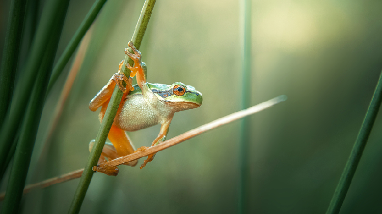 The world's amphibians are in serious trouble - CGTN