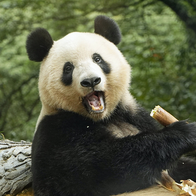 Live: Take a look at China's giant pandas - CGTN